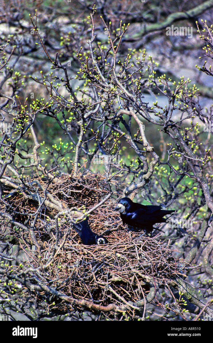 Rook in rookery hi-res stock photography and images - Alamy