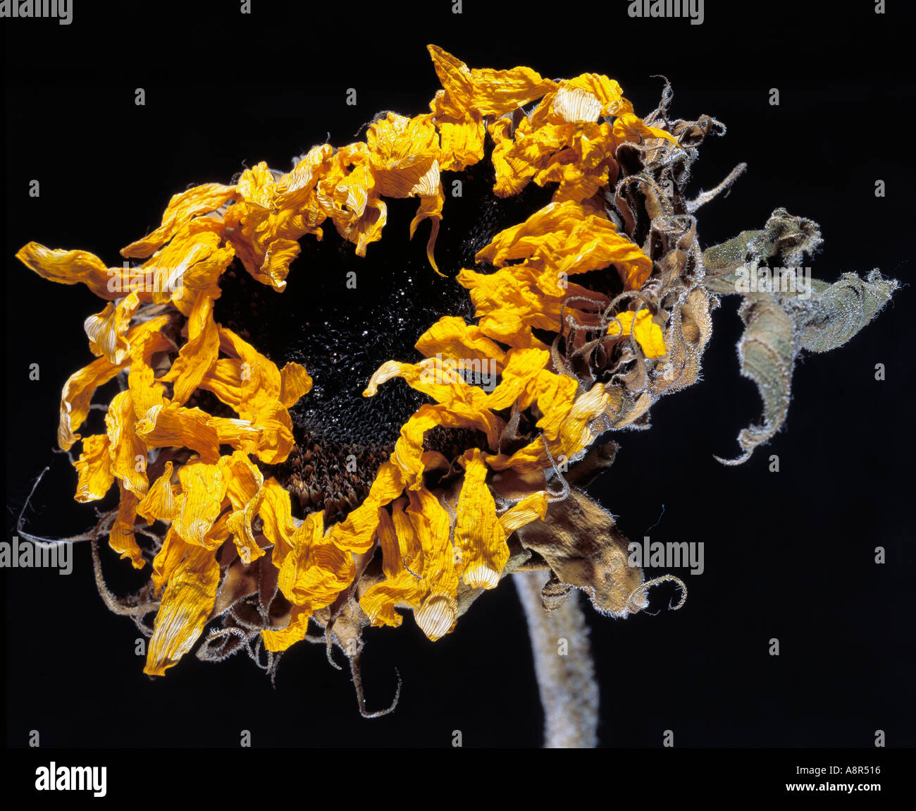 Sunflower dead hi-res stock photography and images - Alamy