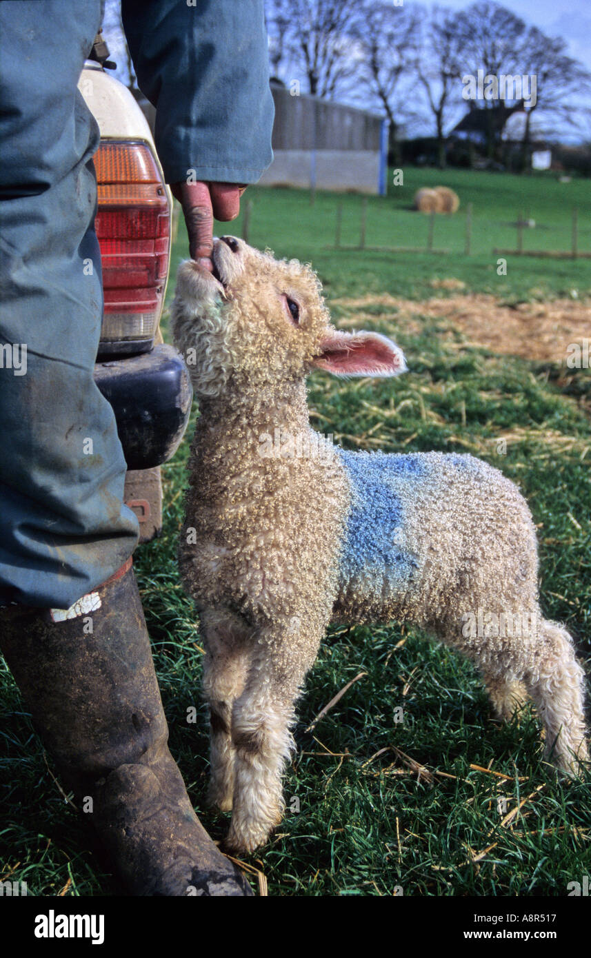 The shepherd and the lamb hi-res stock photography and images - Alamy