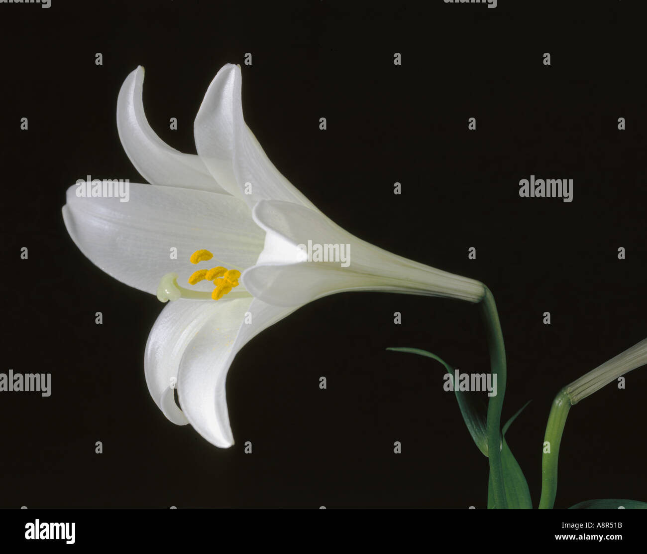 Queen snow white hi-res stock photography and images - Alamy