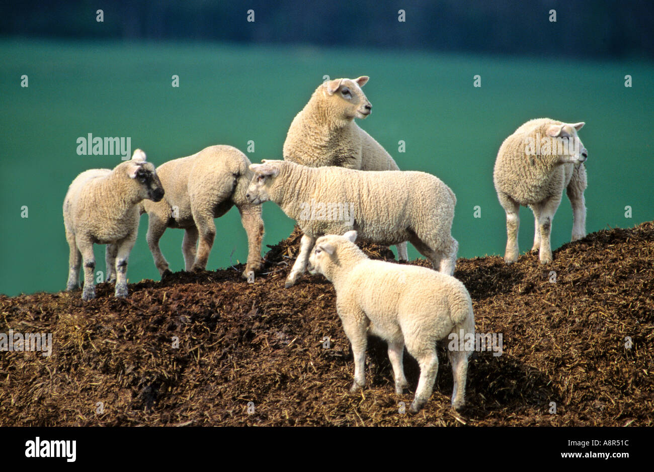 Fat lambs hi-res stock photography and images - Alamy