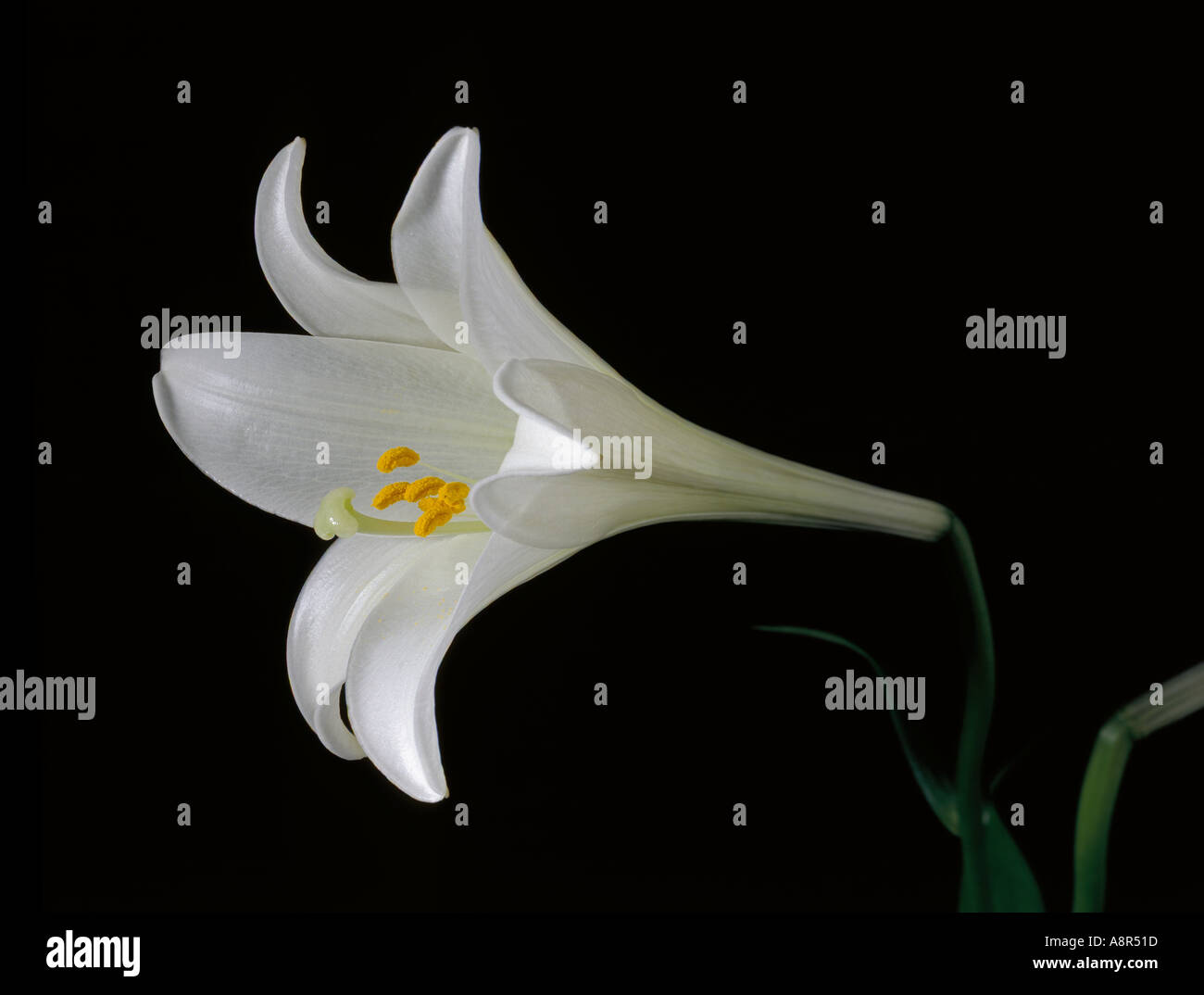 lilium longiflorum snow queen flower stem white delicate petals grow ...