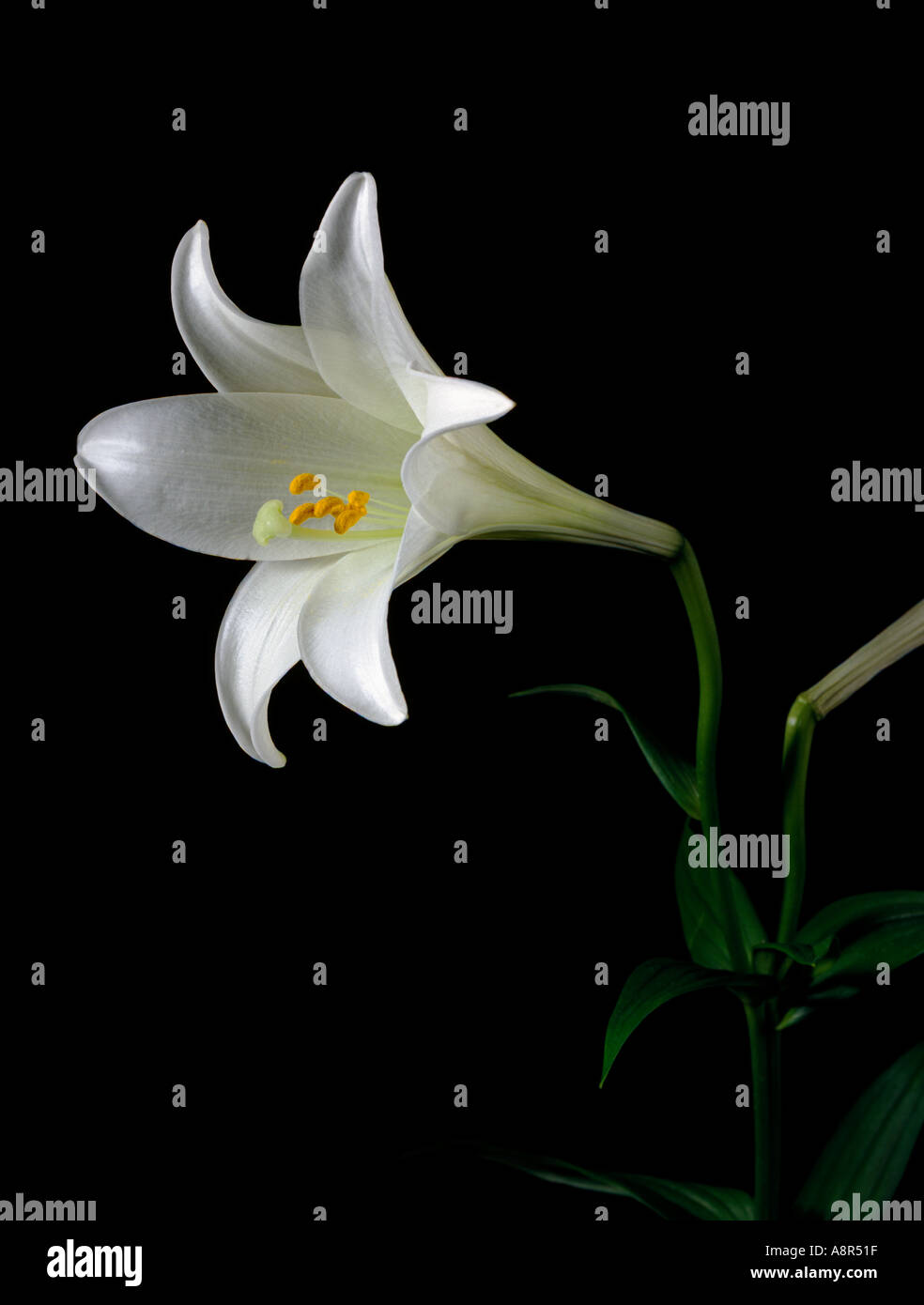 lilium longiflorum snow queen flower stem white delicate petals grow ...