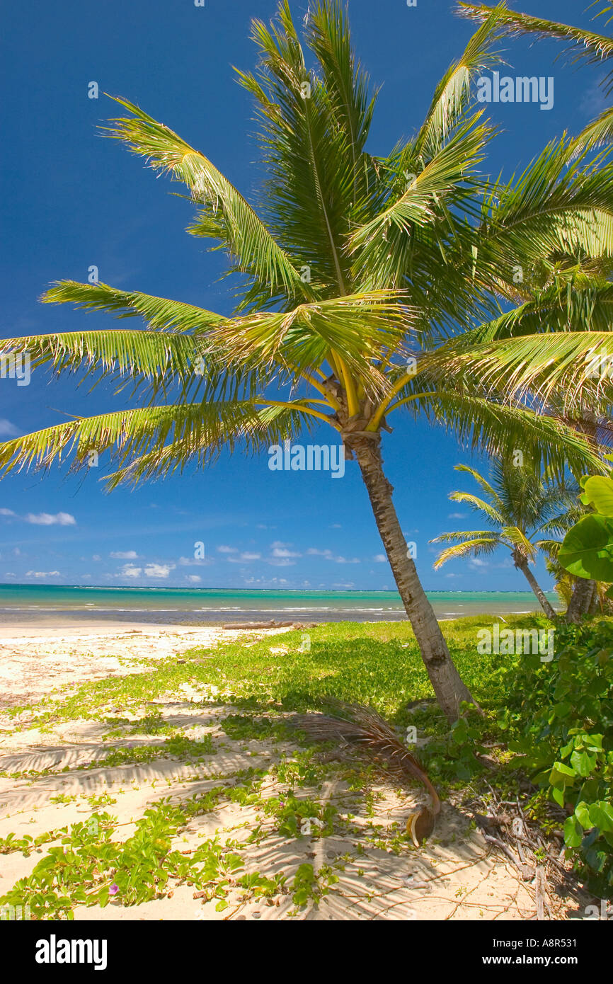 remote tropical beach on oahus windward side Stock Photo - Alamy