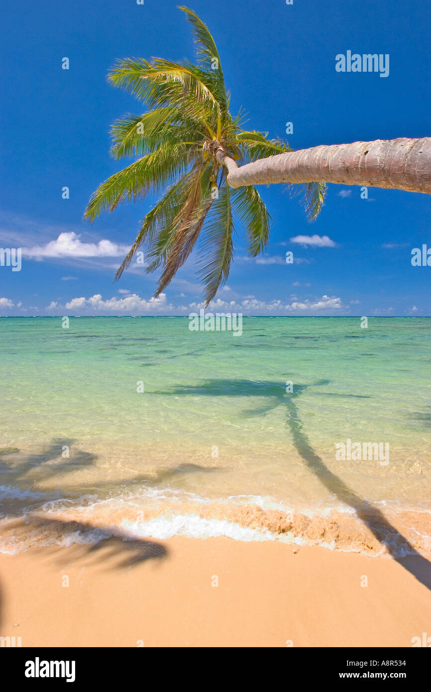 coconut palm tree over a pacific lagoon Stock Photo - Alamy