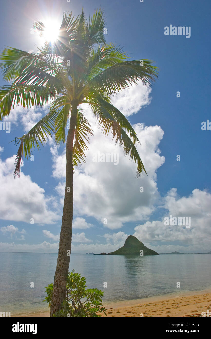 tropical pacific island and palm tree Stock Photo - Alamy