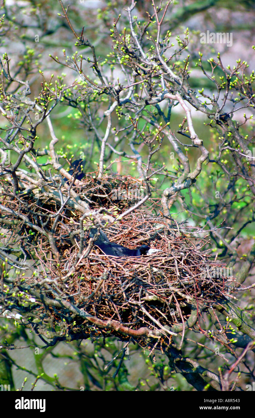 Rook nests hi-res stock photography and images - Alamy