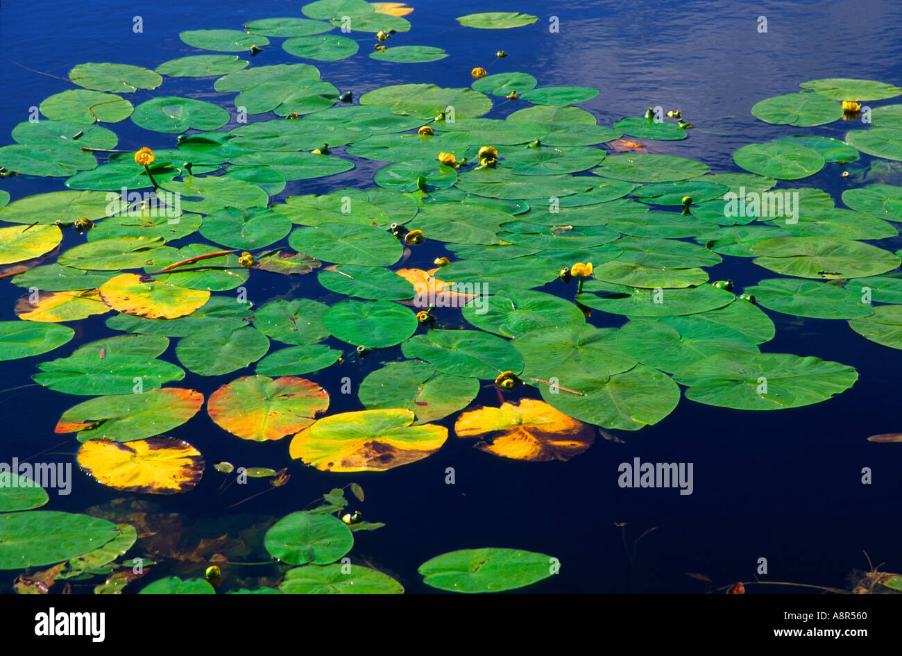 Round lily hi-res stock photography and images - Alamy