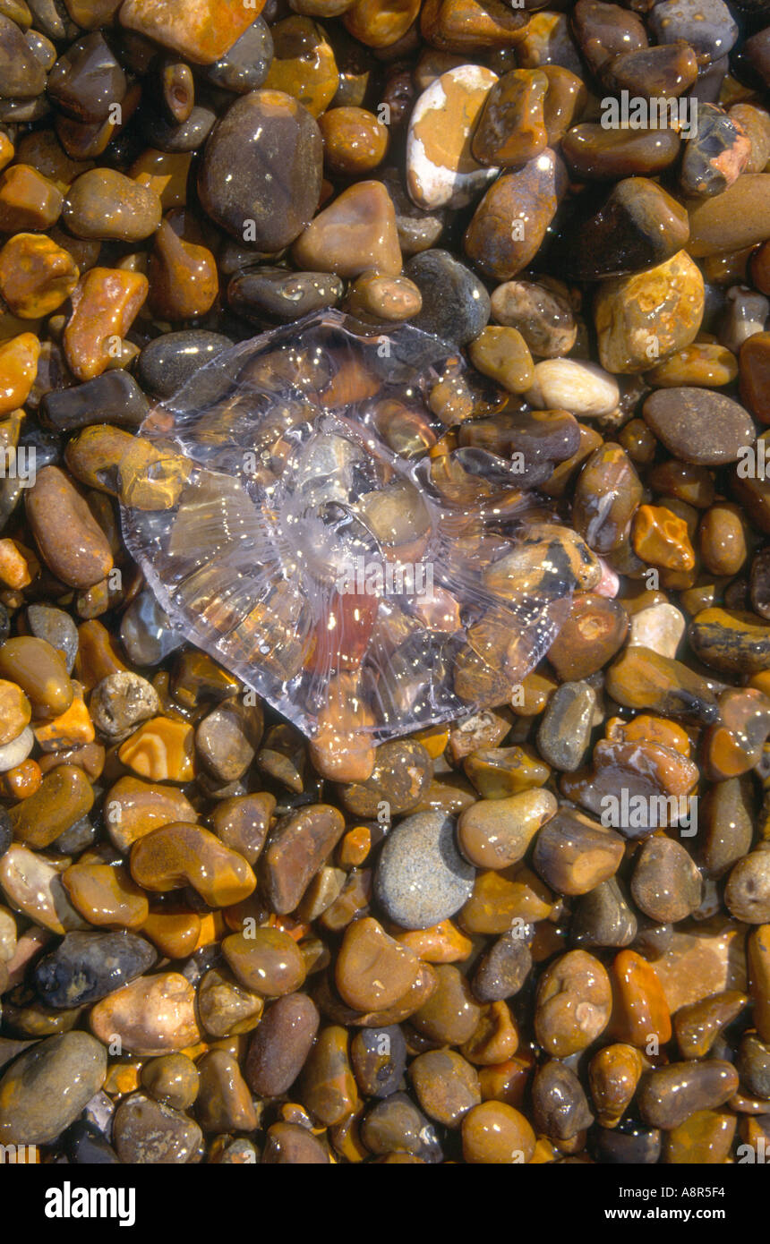 Translucent jelly fish on shingle beach Stock Photo - Alamy