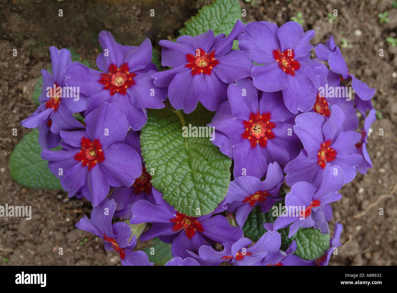 Polyanthus plants hi-res stock photography and images - Alamy