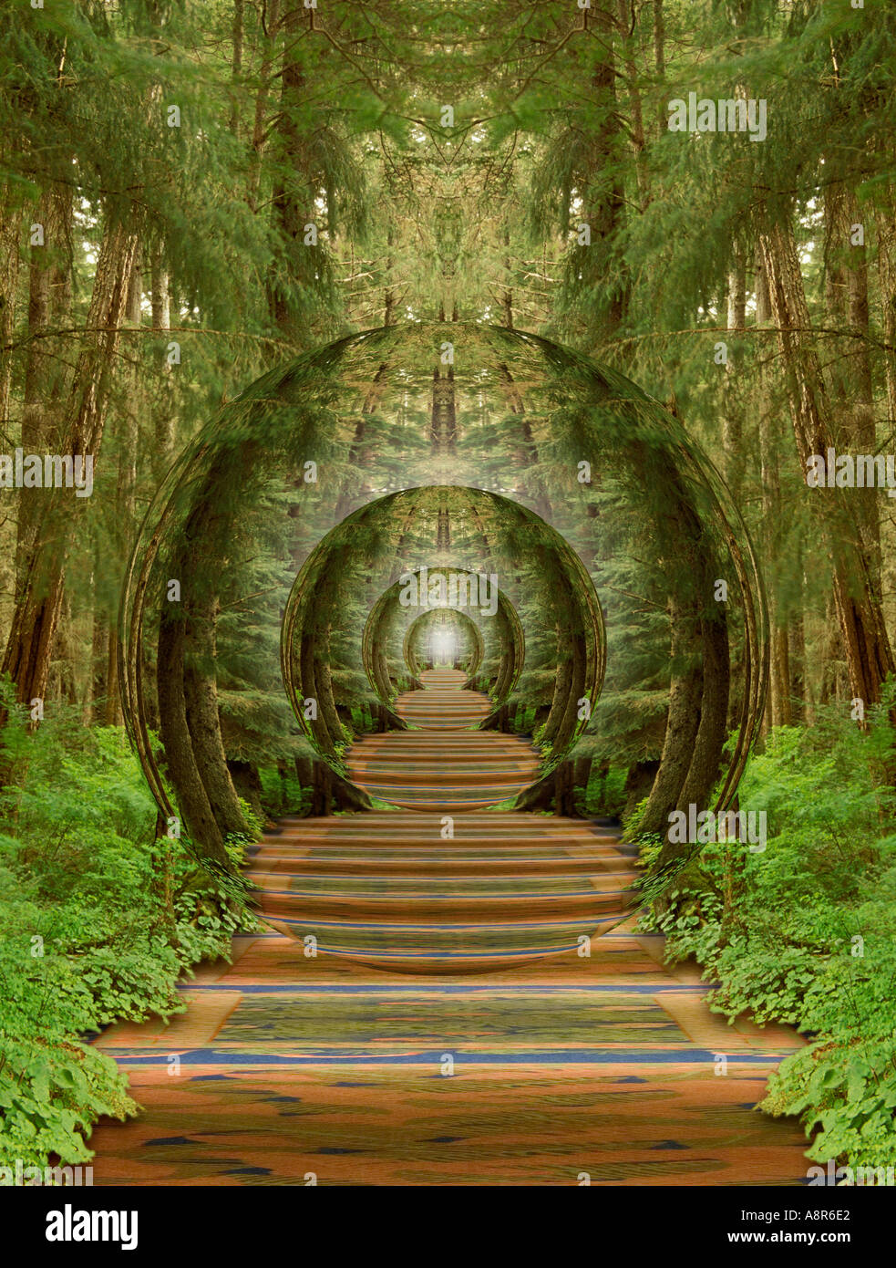 Long Forest Hallway abstract Stock Photo - Alamy