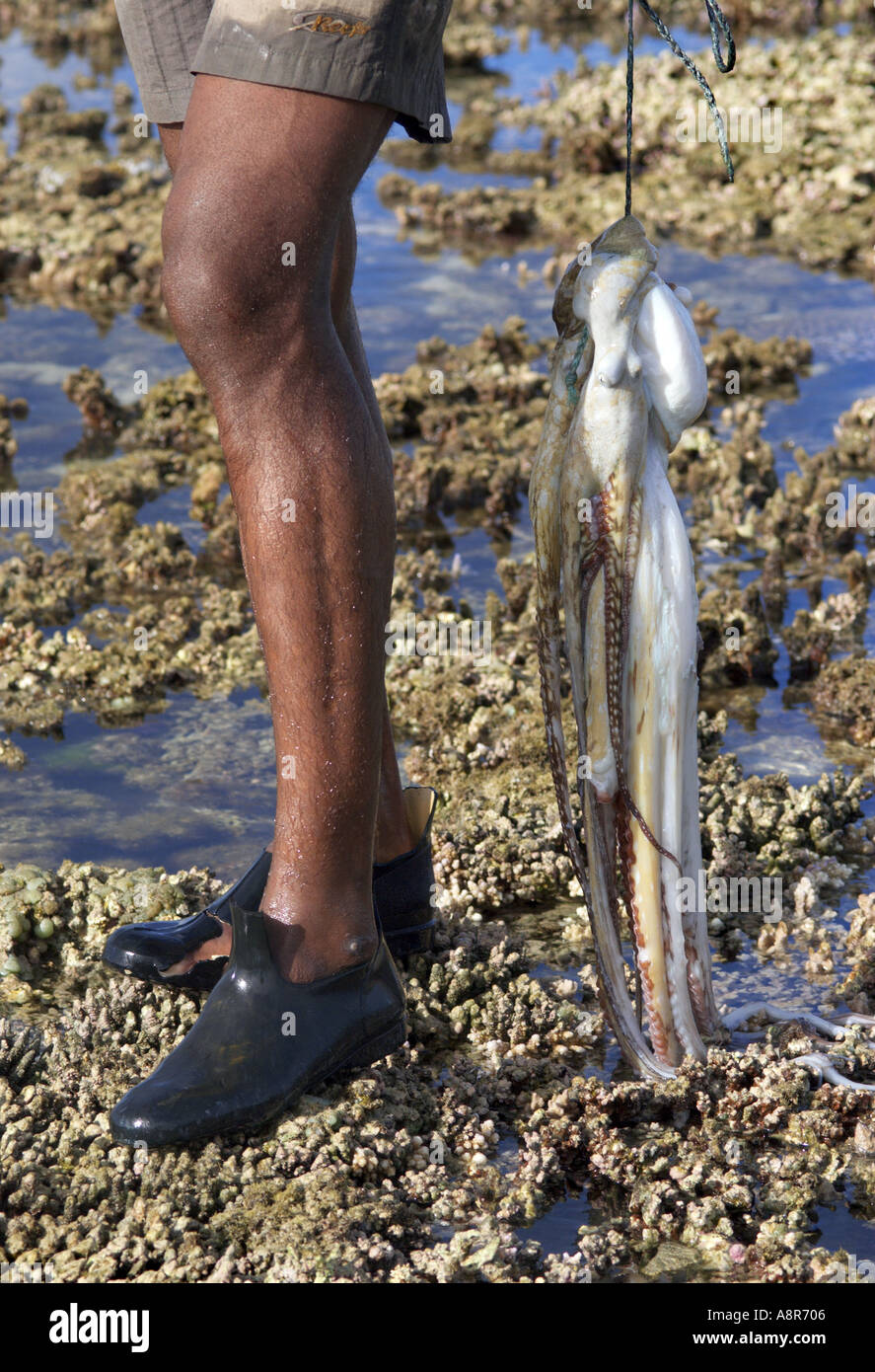 Octopus feet hi-res stock photography and images - Alamy