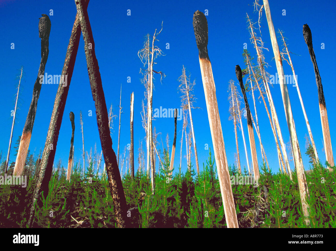 Forest Fire, Playing with matches Stock Photo - Alamy