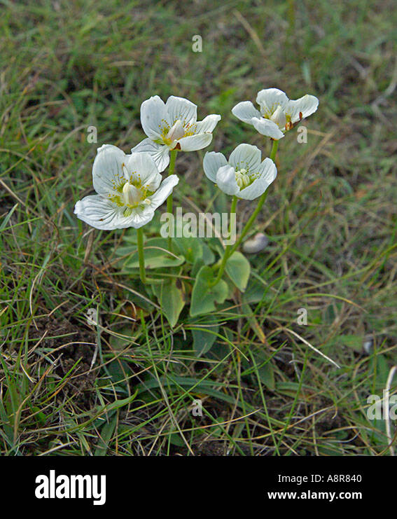 Grass plant flower parnassus holy island lindisfarne hi-res stock ...