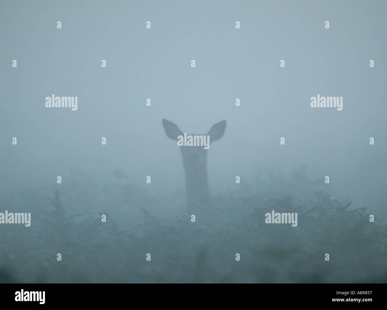 Scottish Deer In Mist High Resolution Stock Photography and Images - Alamy