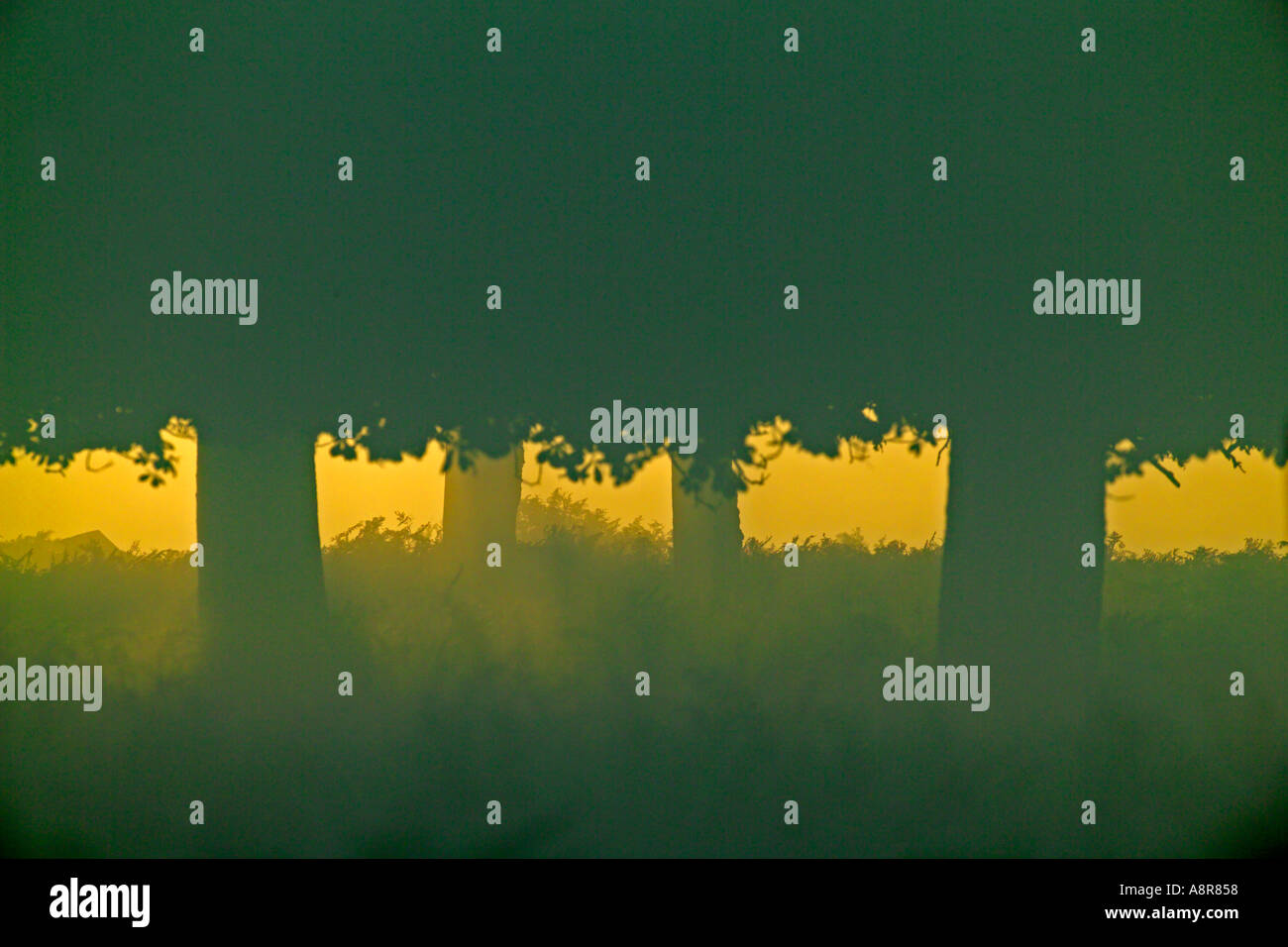 Oak tree uk september hi-res stock photography and images - Alamy