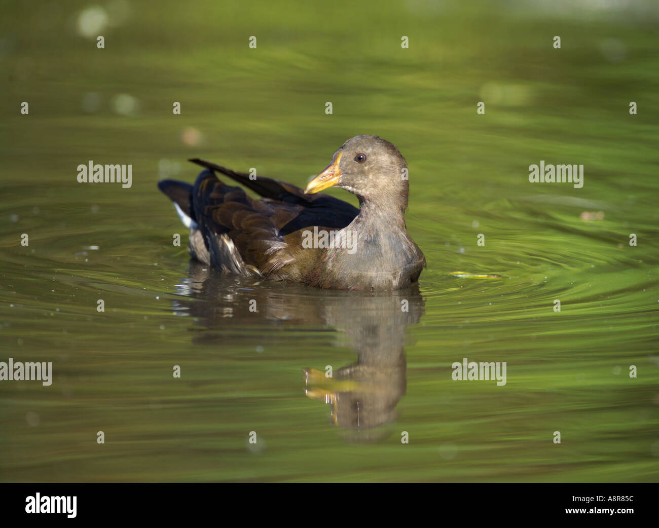 Juvenile chick young baby moor hen moorhen immature hi-res stock ...