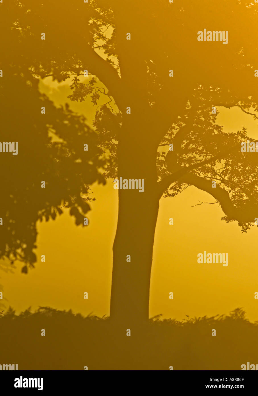 Oak tree uk september hi-res stock photography and images - Alamy