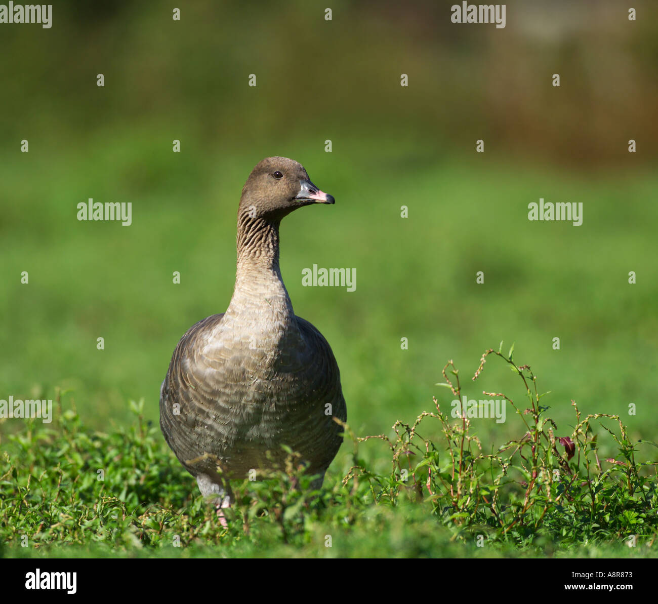 Marshside rspb hi-res stock photography and images - Alamy