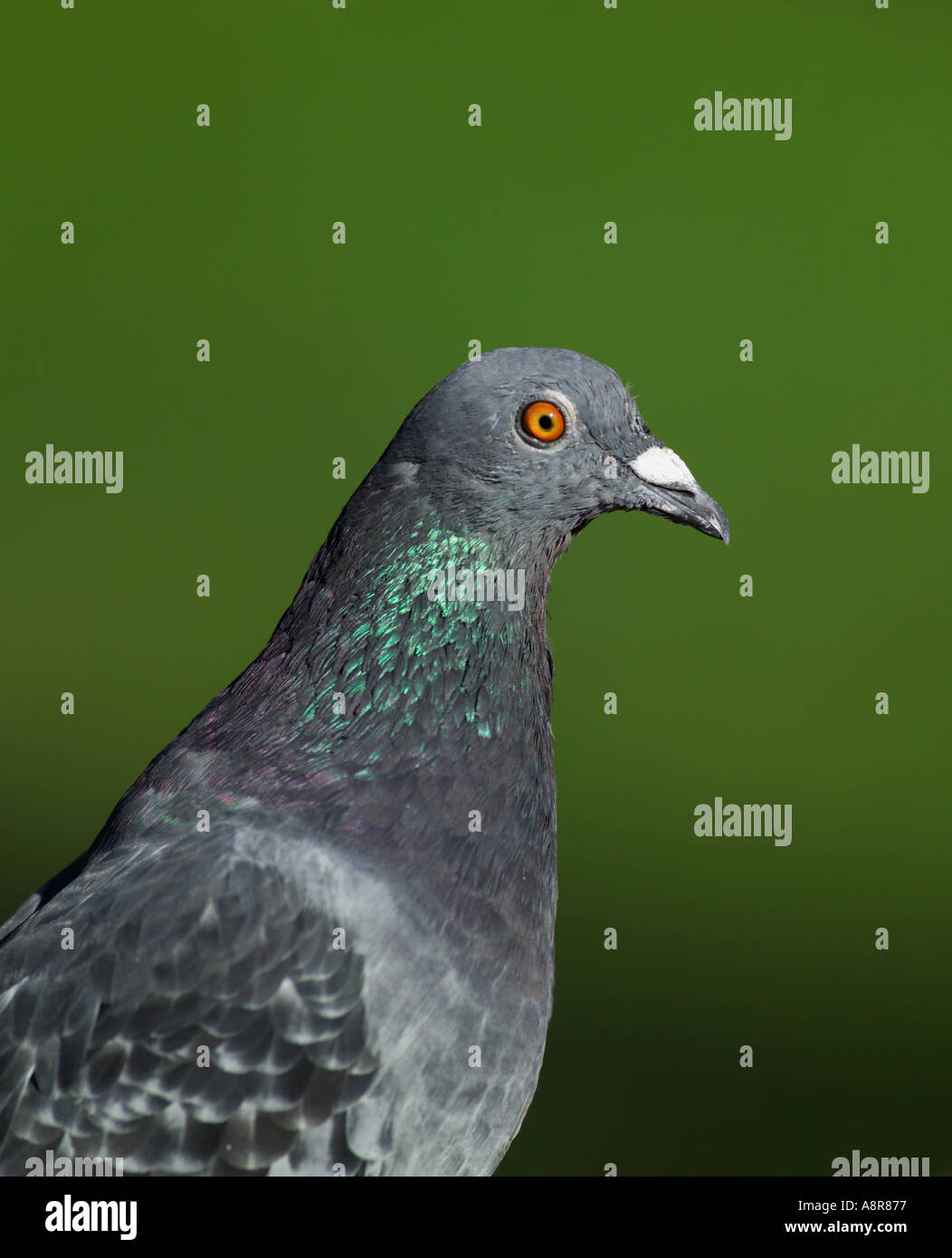 Feral Pigeon UK Stock Photo - Alamy