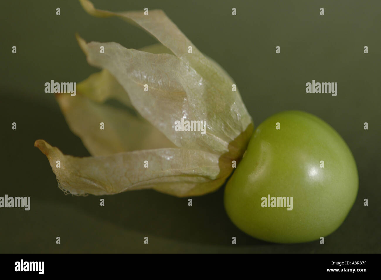 Tomatillo flower hi-res stock photography and images - Alamy