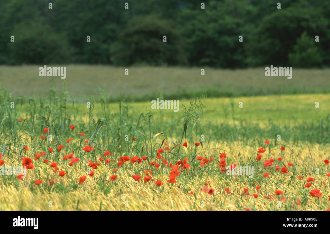 Common arable weed crops hi-res stock photography and images - Alamy