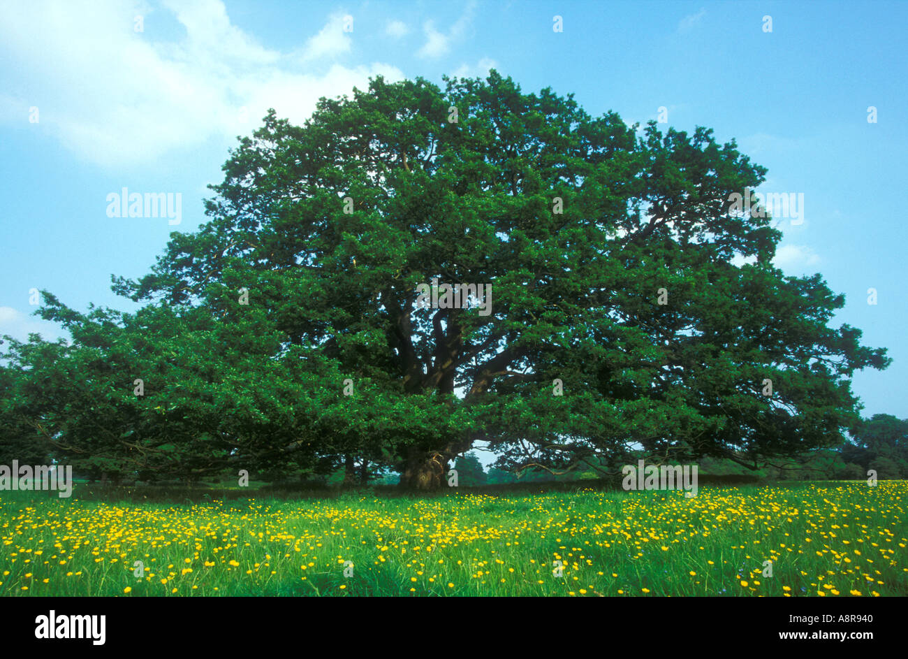 Oak tree in summer England UK United Kingdom GB Great Britain British ...