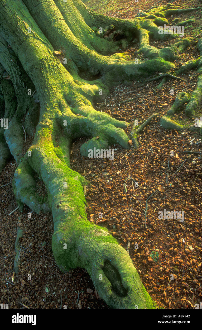 Tree roots hi-res stock photography and images - Alamy