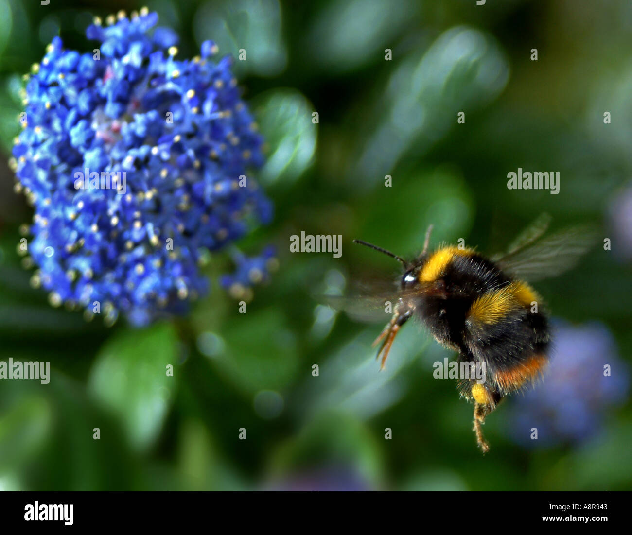 Flying bumble bee hi-res stock photography and images - Alamy