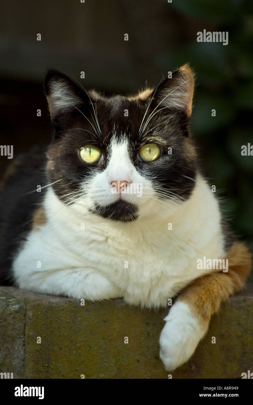 Domestic Tortoise Shell Cat laying Stock Photo - Alamy