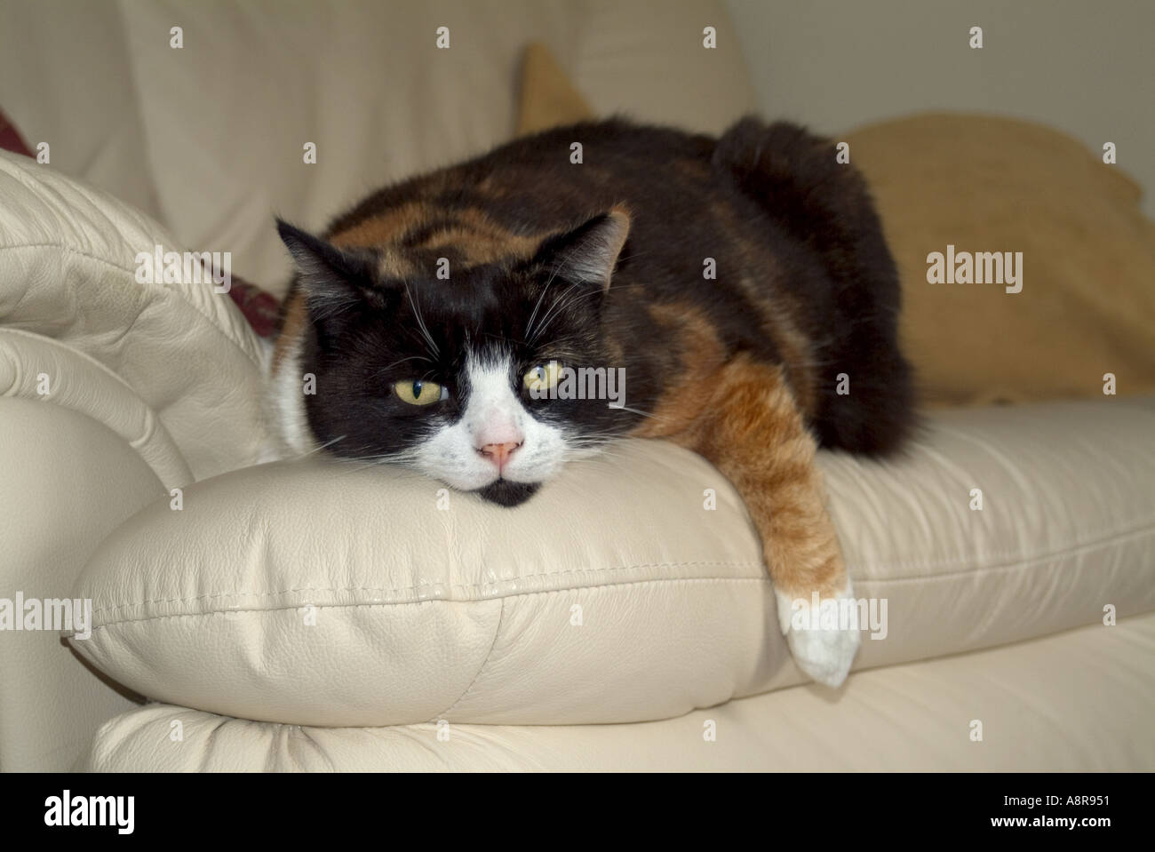 Domestic Tortoise Shell Cat laying on white leather sofa looking cute ...