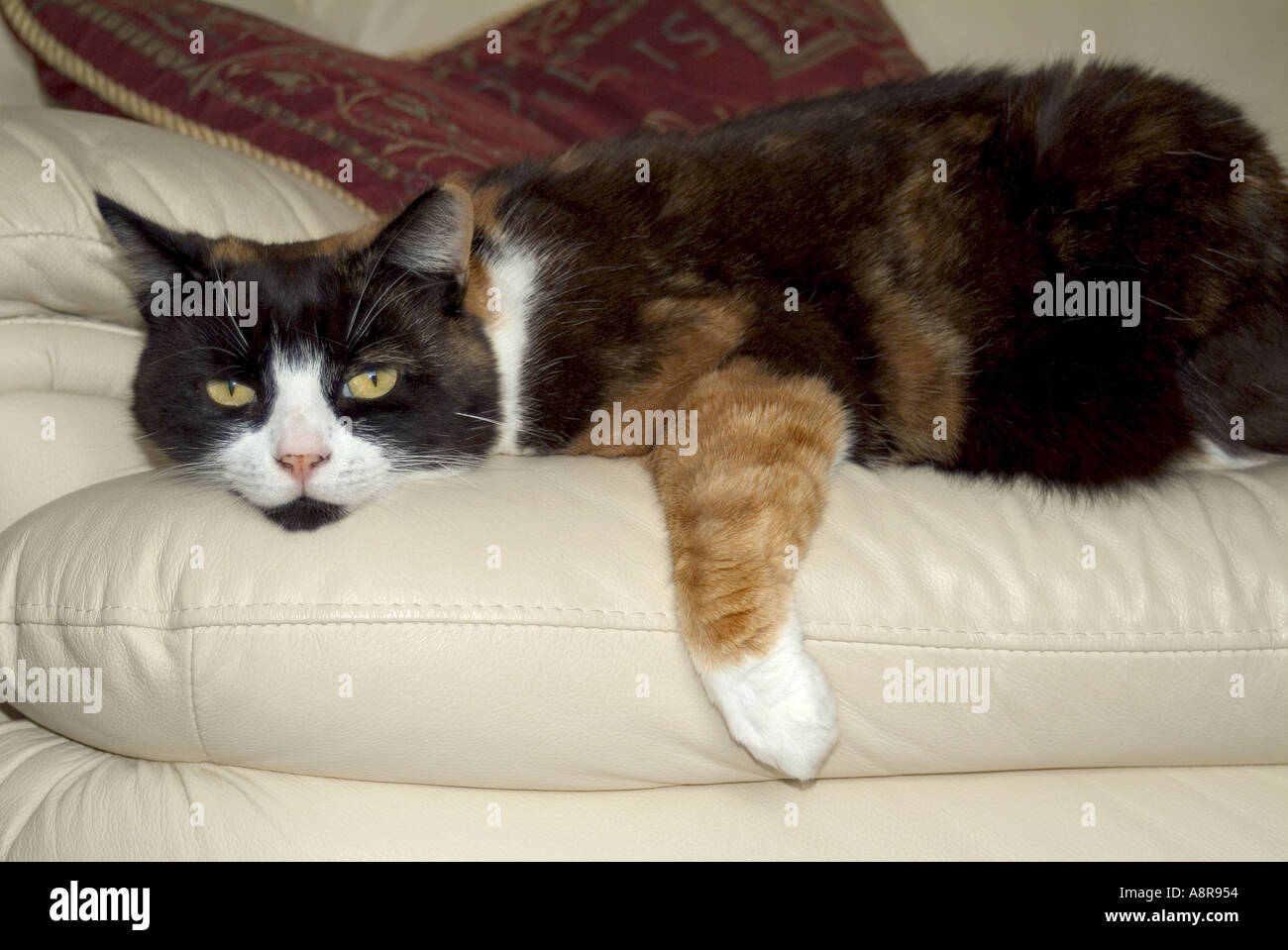 Domestic Tortoise Shell Cat laying on white leather sofa looking cute ...