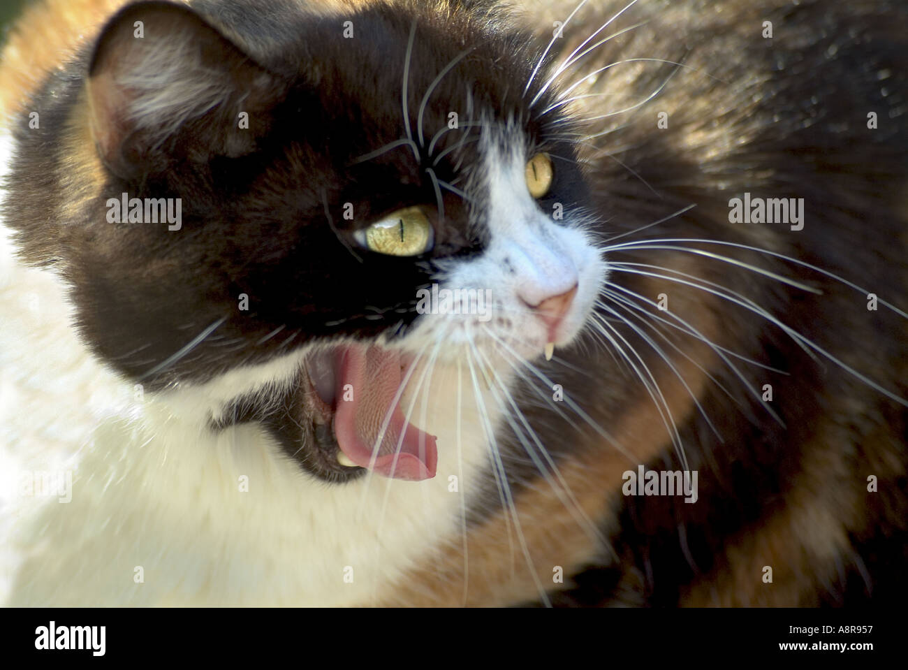 Domestic Tortoise Shell Cat with mouth open showing teeth Stock Photo ...