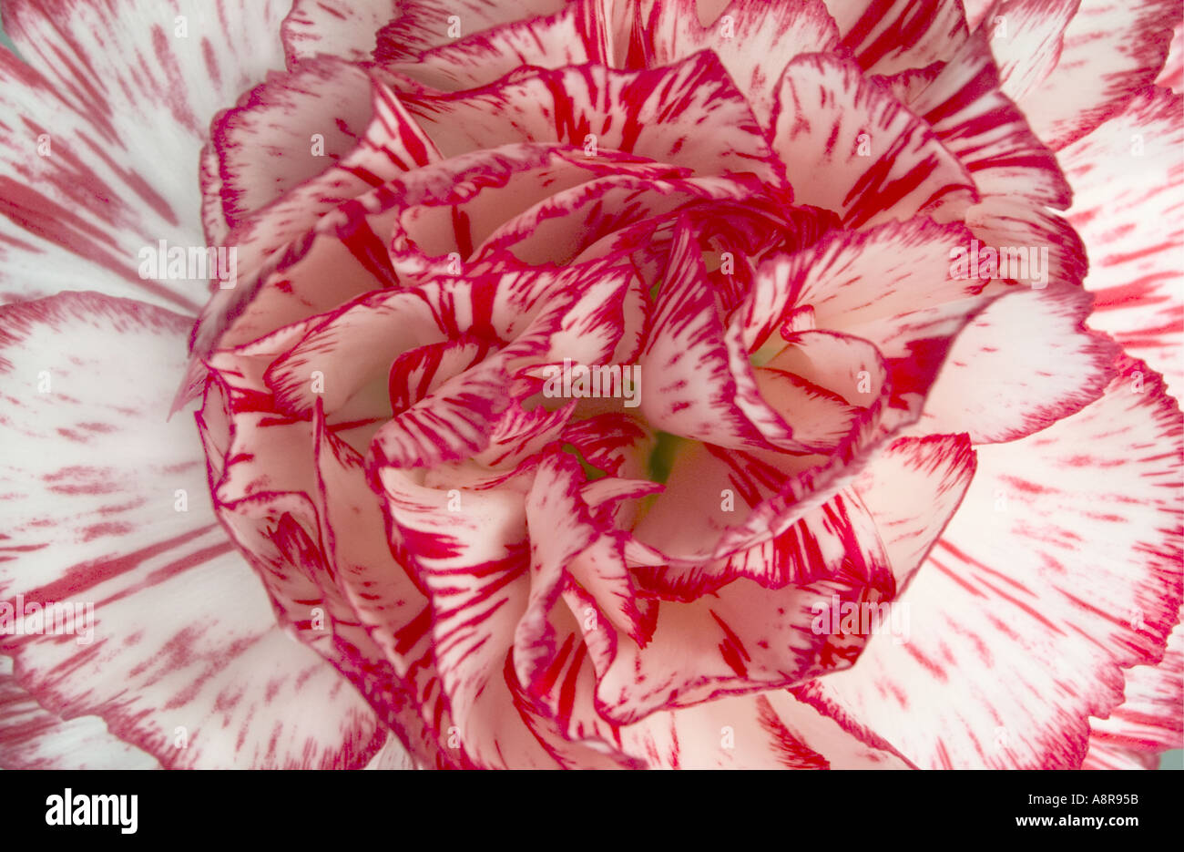 Carnation pattern hi-res stock photography and images - Alamy