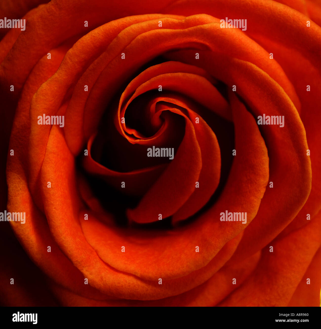 Red rose pattern hi-res stock photography and images - Alamy