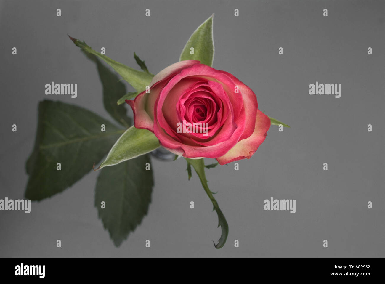 Rose seen from above against a grey background Stock Photo - Alamy