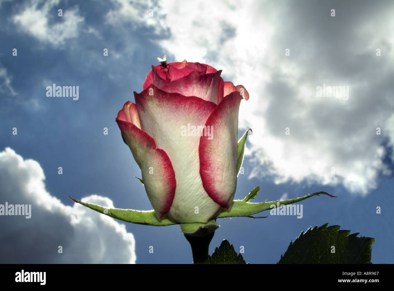 Dramatic rose petals hi-res stock photography and images - Alamy