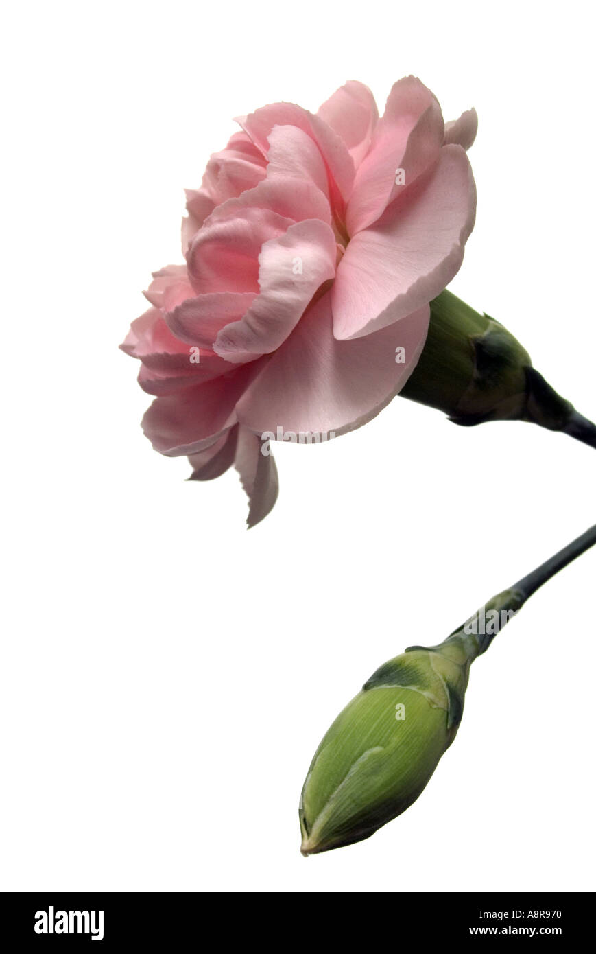 Pink Carnation and bud against a white background Stock Photo - Alamy