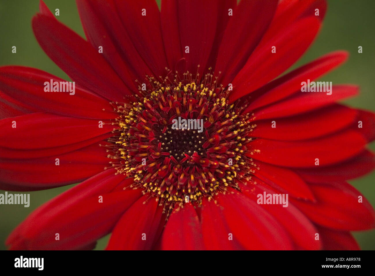 Gerbera red daisy Stock Photo - Alamy