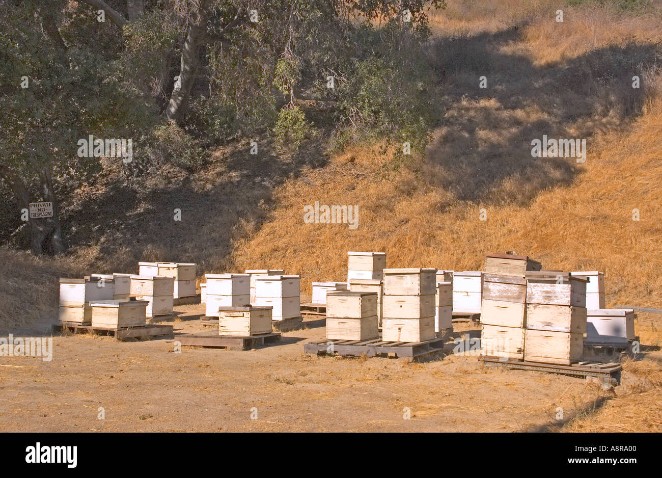 bee hives in California Stock Photo - Alamy
