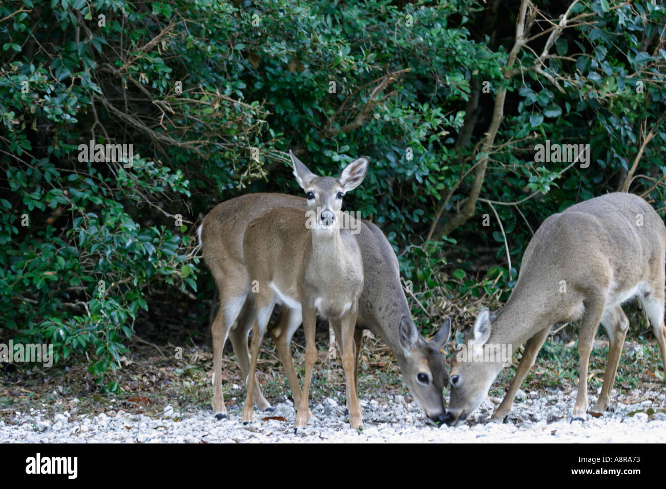 Florida Key Deer Stock Photo - Alamy