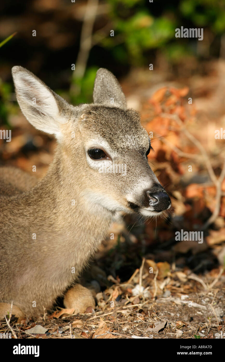 Florida Key Deer Stock Photo - Alamy