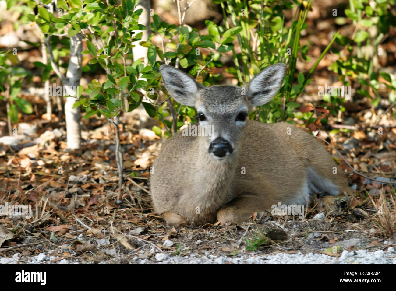Florida Key Deer Stock Photo - Alamy