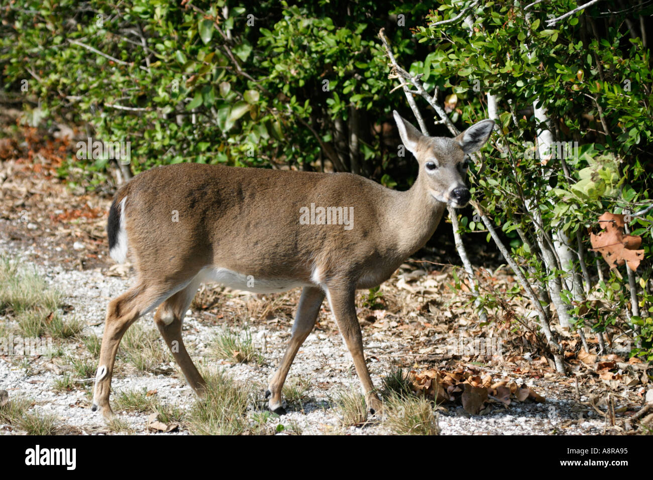 Florida Key Deer Stock Photo - Alamy