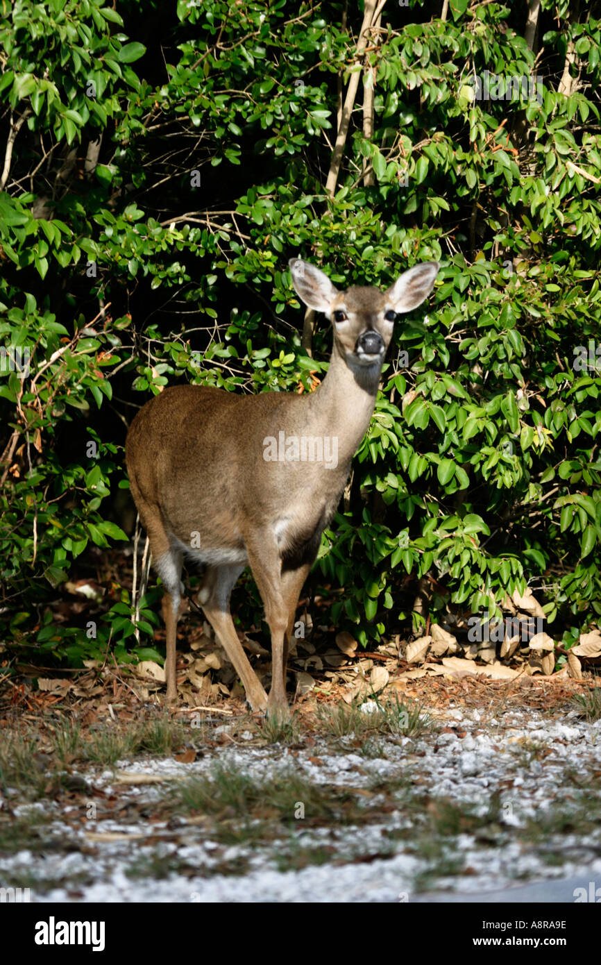 tiny Florida Key Deer Stock Photo - Alamy