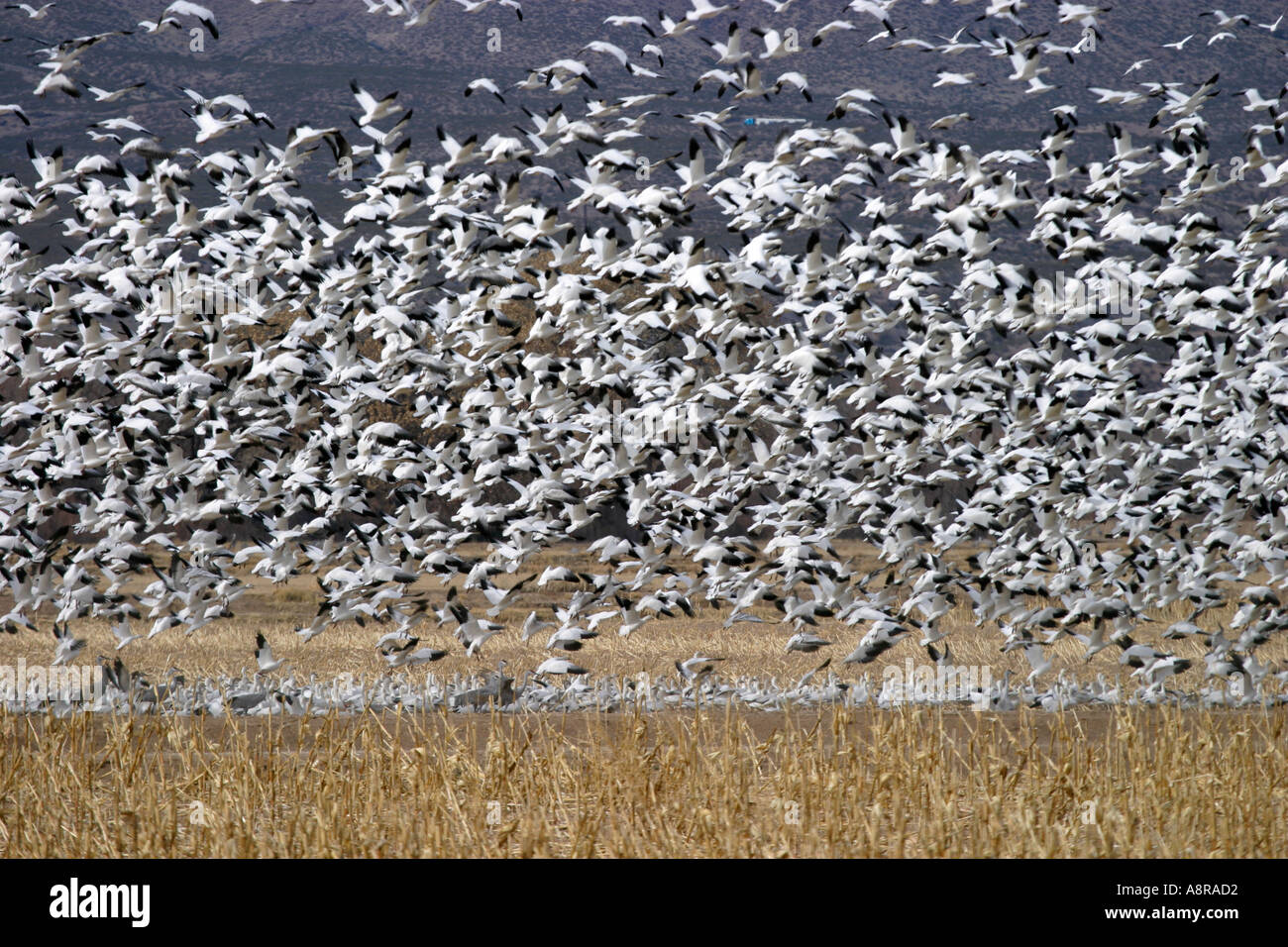Snow Geese taking off Stock Photo - Alamy