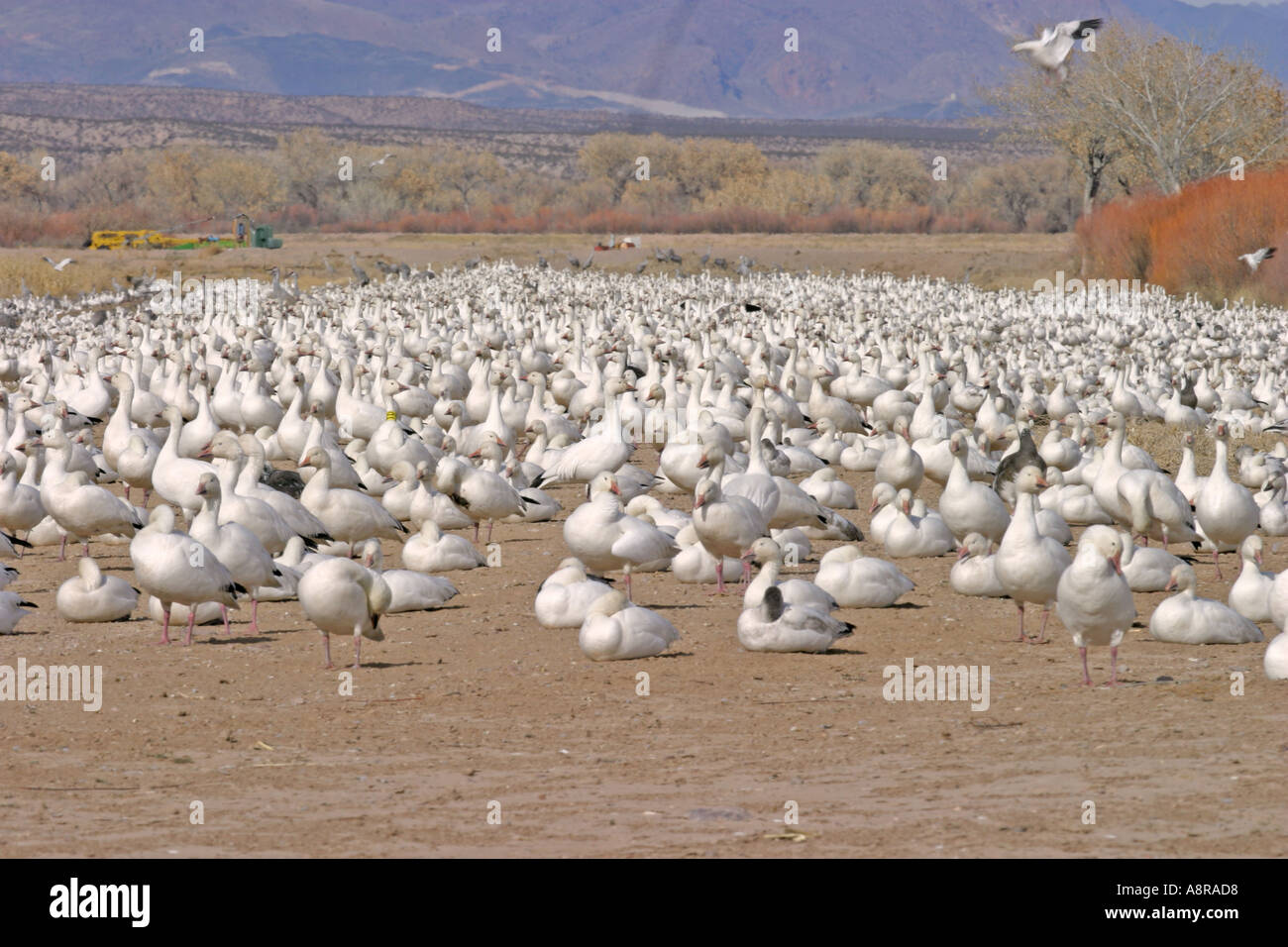 Snow Geese feeding in farm field Stock Photo - Alamy