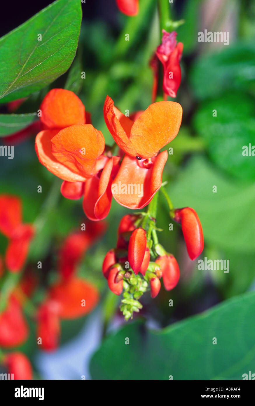 Runner beans poles hi-res stock photography and images - Alamy