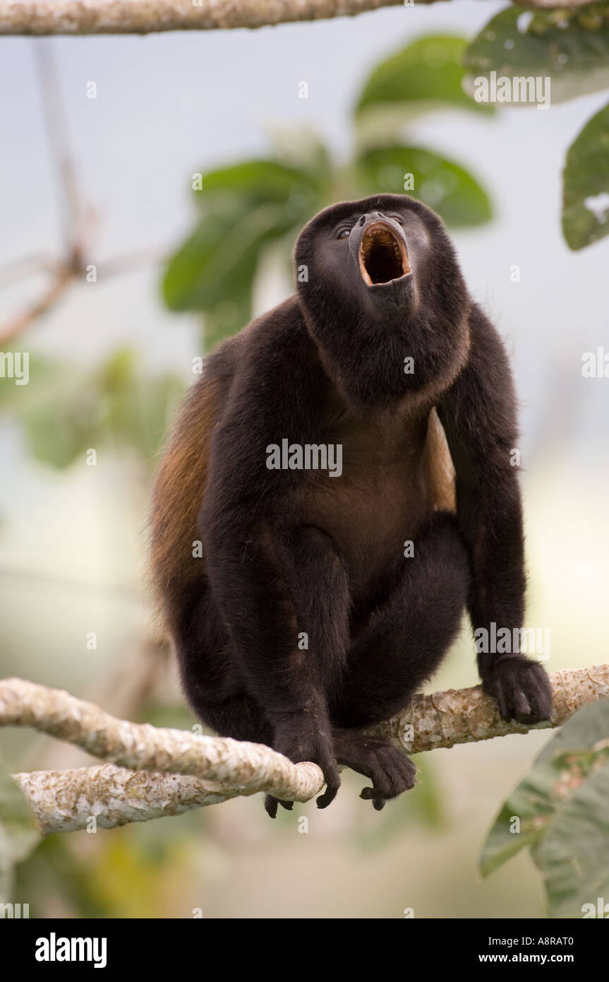 Rainforest monkey howl hi-res stock photography and images - Alamy