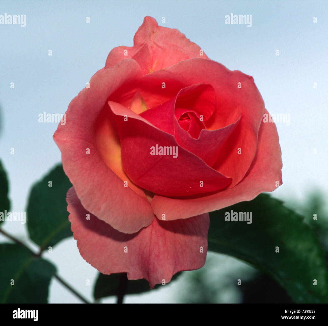 Pink hybrid rose Stock Photo - Alamy